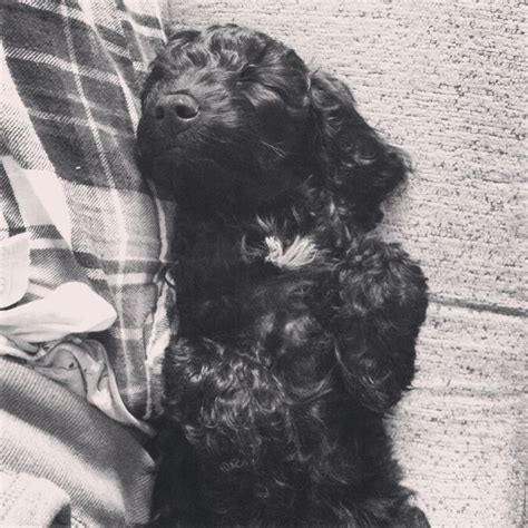 My Beautiful Cockapoo Charlie Cockapoo Puppy Love Puppies