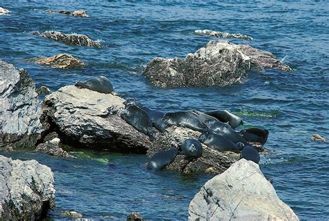 Baikal Seal Diet Habitat Lifespan And Facts Britannica