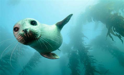 Marine Conservation Institute Marine Conservation Institute