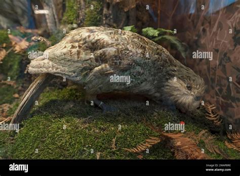 Owl Parrot Or Kakapo Strigops Habroptilus Natural History Museum