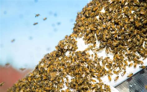 Why And When Do Bees Swarm How To React