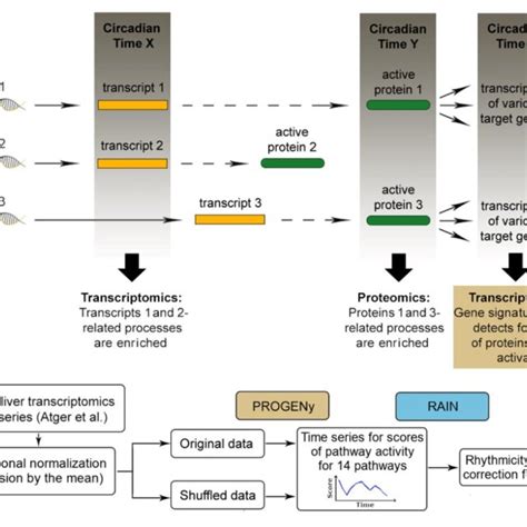 Gene Expression Signature Approach Applied To Time Series Circadian Download Scientific Diagram