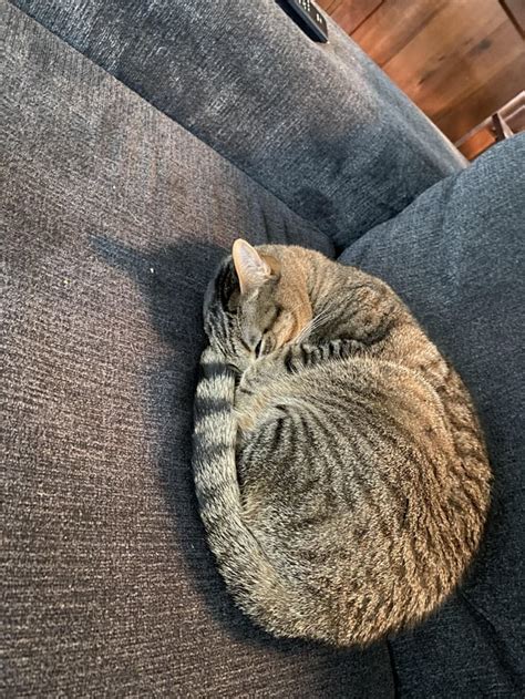 Fibonacci Spiral Rat R Theratempire