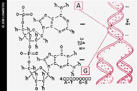 What Human Dna Sequence Did Nasa Sent To Aliens R Contactproject