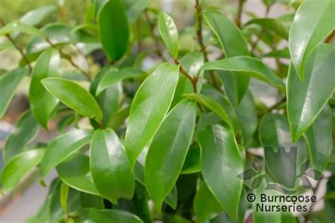 Michelia Figo Stellar Ruby From Burncoose Nurseries