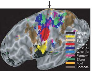 Biology Motor Cortex HandWiki