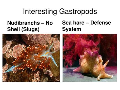 Ppt Echinoderms And Mollusks Powerpoint Presentation Free Download