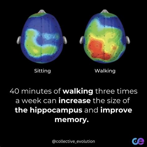 Collective The Hippocampus Is Like A Hub For Memory And Spatial