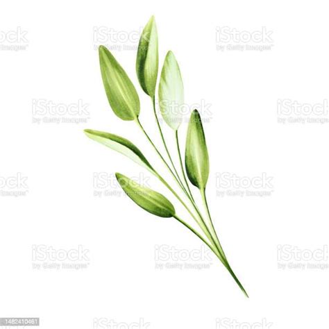 신선한 세이지 잎의 수채화 그림은 흰색 배경에 분리되어 있다 미용 제품 및 식물학 세트 화장품 및 의학의 세부 사항 디자이너 스파 장식 엽서 포장지 스크랩북 표지 초대장