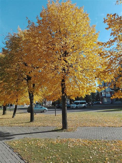 Yellow Tree Blue Free Photo On Pixabay Pixabay
