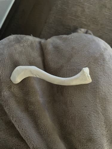 Appendicular Skeleton Flashcards Quizlet