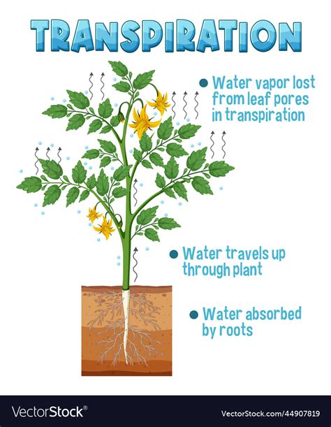 Plant Transpiration Diagram