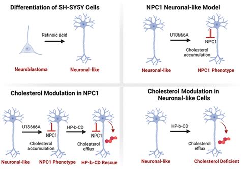 Investigation Of 2 Hydroxypropyl β Cyclodextrin Treatment In A Neuronal