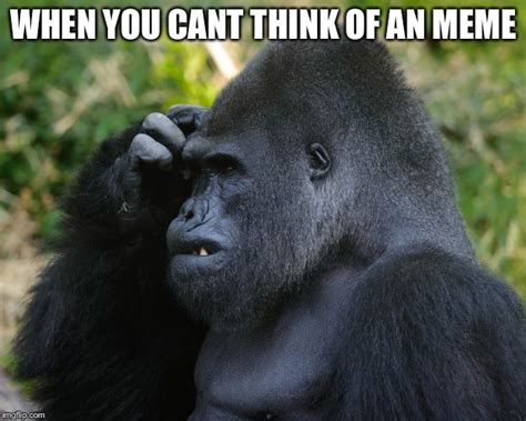Gorilla Scratching Head Memes Imgflip