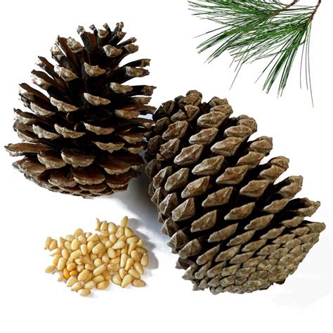 Pine Evergreen With Famous Cones Nature Garden