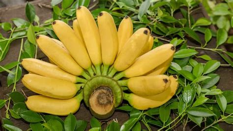 A Step By Step Guide To Grow Banana Plant At Home In A Pot HerZindagi