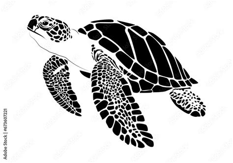 Graphic Sea Turtle Vector Illustration Of Sea Turtle Vector Of