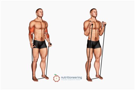 Top 19 Bicep Peak Exercises To Fix Flat Arms