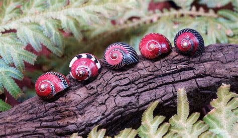 How To Breed Nerite Snails? – The Fish Keeping & Aquarium Guide.
