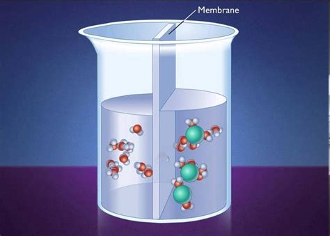 23 Best Images About Teaching Cell Biology Osmosis And Diffusion On Pinterest