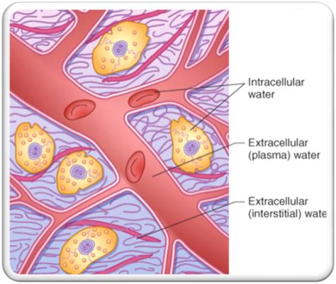 2 Priority Fluid And Electrolyte Flashcards Quizlet 2 Priority Fluid And Electrolyte Flashcards Quizlet