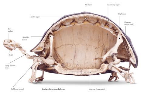 A Turtles Shell Is More Than Its Home