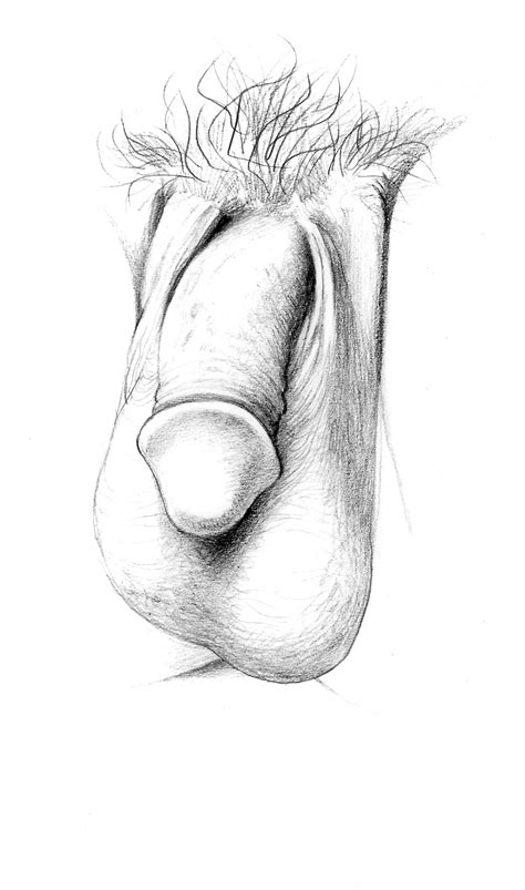 Penis Sketch From Sex For One Betty Dodson Carlin Ross