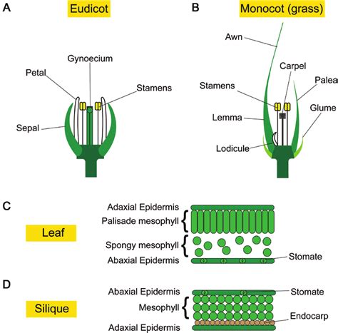 Eudicot Flower