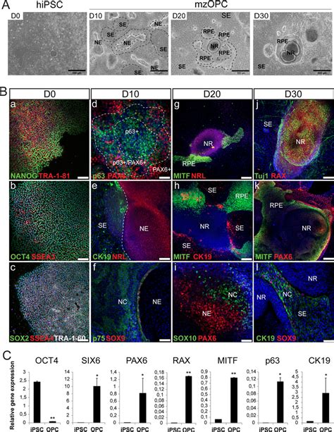 Multizone Ocular Progenitor Cells Expanded The Neuroectoderm Surface Download Scientific