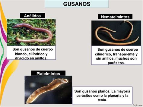 DivirtiÉndome Con La Ciencia Reino Animal