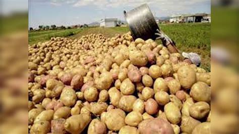 კარტოფილის სასარგებლო თვისებები Youtube