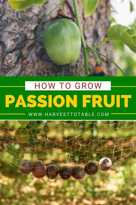 How To Grow Passion Fruit Passion Fruit Plant Growing Passion Fruit