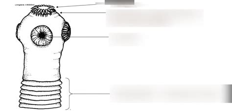 Tapeworm Structure Diagram Quizlet