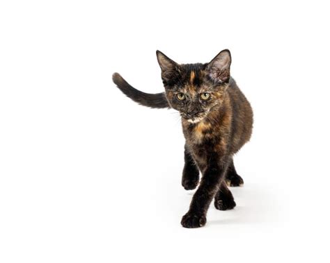 100 Torti Pictures