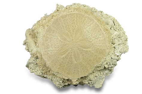 2 7 Fossil Sand Dollar Scutella France 264730 For Sale