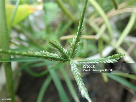 Paspalum Dilatatum은 일반적인 이름 Dallisgrass Dallas 잔디 또는 끈적 끈적한 머리로 알려진 잔디의 종으로 흐릿한 배경을 가진 잡초로 알려져