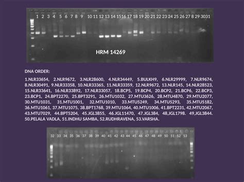 Dna Fingerprinting And Varietal Identification Ppt