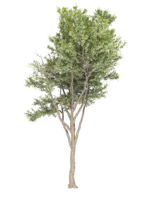 Tree version free PhotoshopTree Концептуальные черты Ландшафт Эскизы деревьев