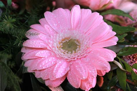 How To Tell If A Plant Is Male Or Female