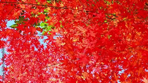 빨간 단풍나무와 초록잎이 조화로운 가을 풍경 나무 아래에서 위를 바라보고 회전 또는 이동하는 모습사이사이에 파란 하늘도 보인다 素材庫影片 Adobe Stock