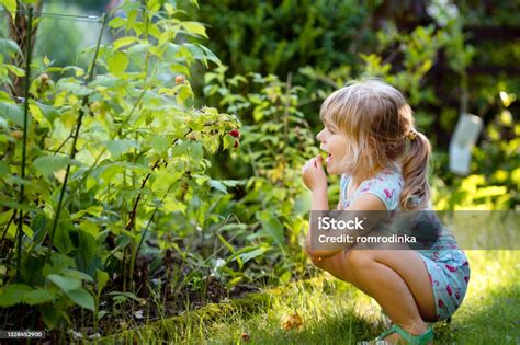 화창한 날 여름에 국내 정원에서 건강한 라즈베리를 따기와 먹는 행복한 작은 유치원 소녀 도움과 함께 재미를 아이 라즈베리 농장에 아이 잘 익은 붉은 열매 시식에 대한 스톡