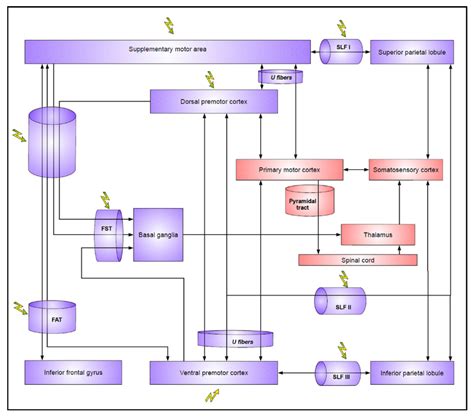 Second Level Of Neural Disruption By Des Motor Control Network Download Scientific Diagram