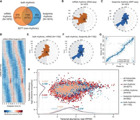 Ribosome Profiling Reveals The Rhythmic Liver Translatome And Circadian