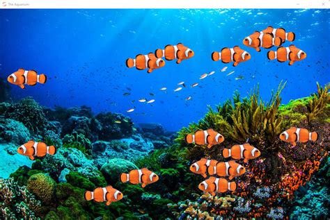 Github Sushmakewatjava Multithreaded Aquarium