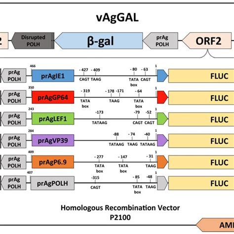Schematic Representation Of The Different Recombinant Viruses Download Scientific Diagram