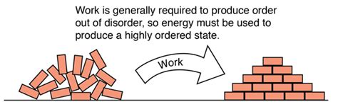 Decrease Of Entropy In Biological Systems