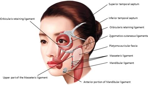 The Retaining Ligaments Of The Face Which Maintain The Structure Of Download Scientific