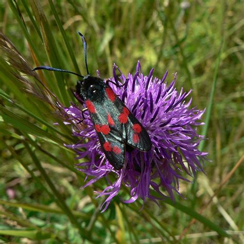 Slu Researcher Pollinator Monitoring Programme In The Eu Must Start