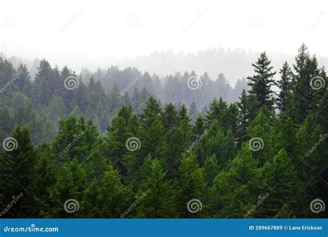 дождливый пышный зелёный сосны лес в горах Стоковое Изображение изображение насчитывающей валы