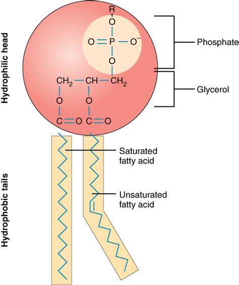 Phospholipid Bilayer Introduction Structure And Functions